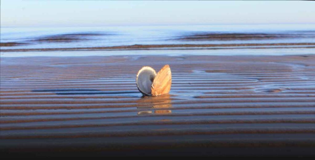 Contact: Ocean Sunset Chalets - Ocean Sunset Chalets